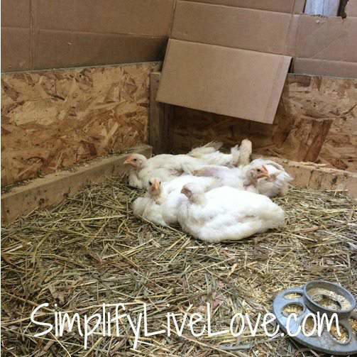 Rescue ducks & chicks and why you shouldn't buy live animals this Easter