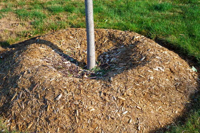 Stop making mulch volcanoes—they can kill your trees