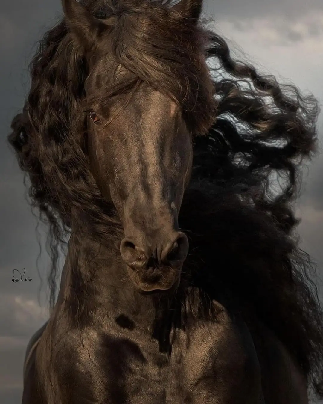 Cavalo frísio é considerado o mais raro e belo do mundo; conheça-o