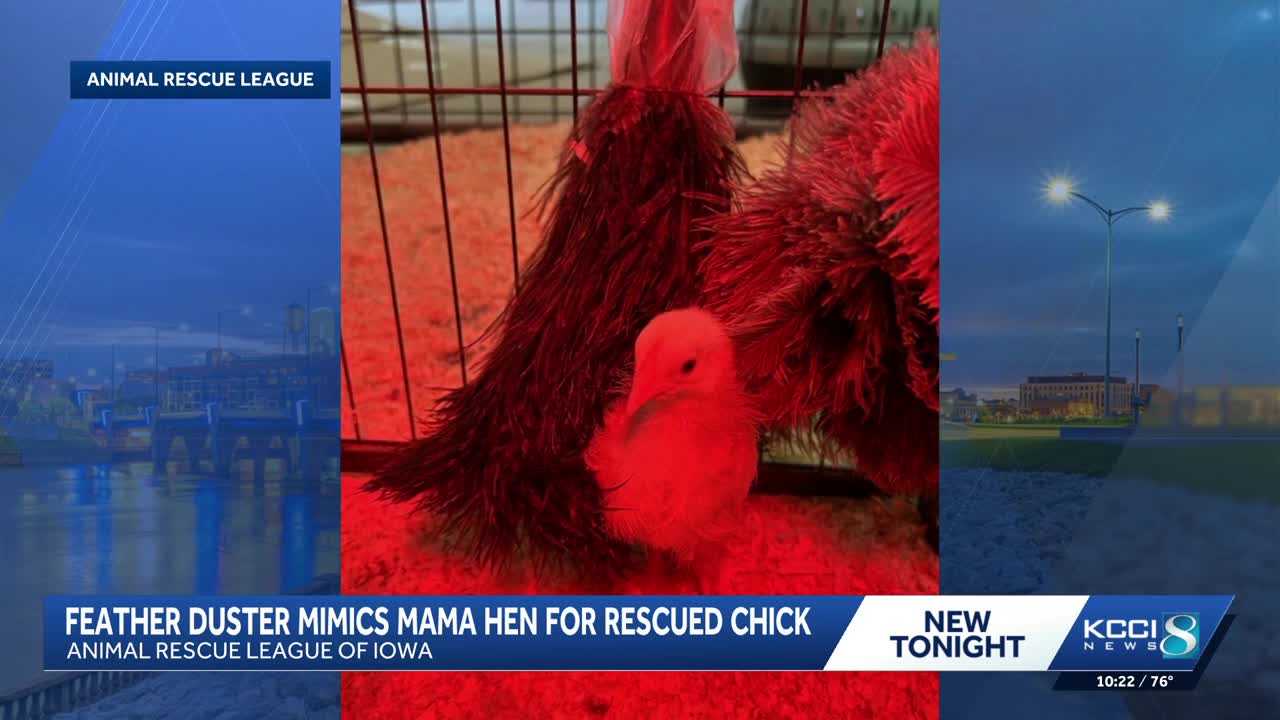 Animal Rescue League helps baby chick find comfort with feather duster