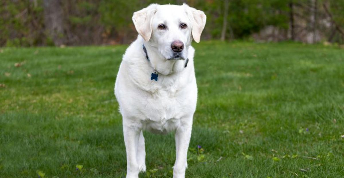 10 overly friendly dog breeds that welcome strangers – and 10 ...