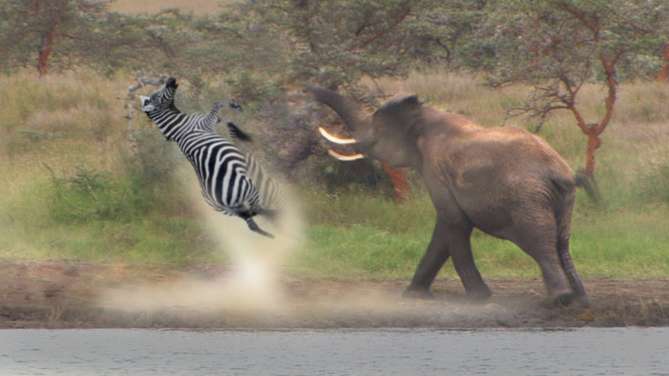 Watch what happens when animals get too close to an elephant