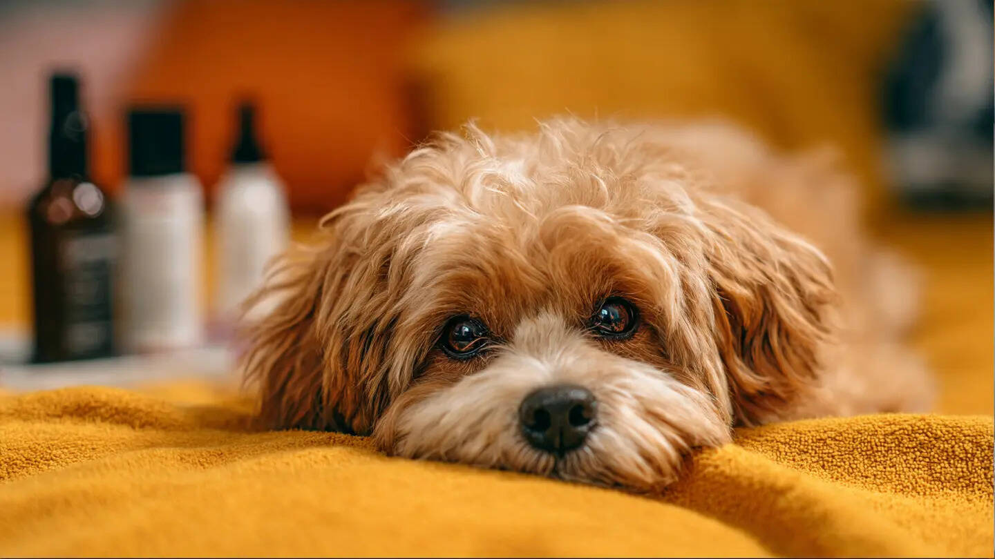 Daily essentials every dog owner needs to keep their pet healthy, happy ...