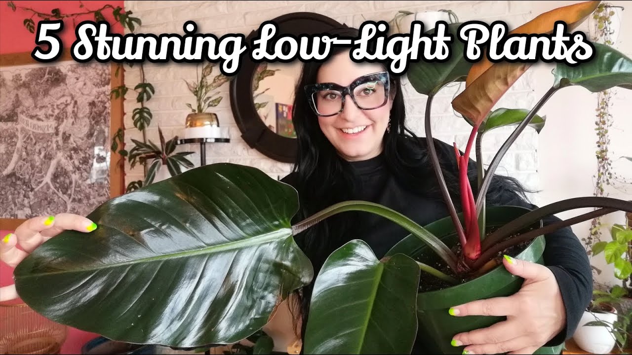 Plants that grow with almost no light – perfect for any space