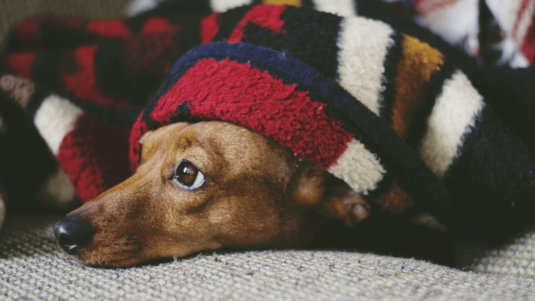 10 things your dog does every night before going to sleep and what they ...