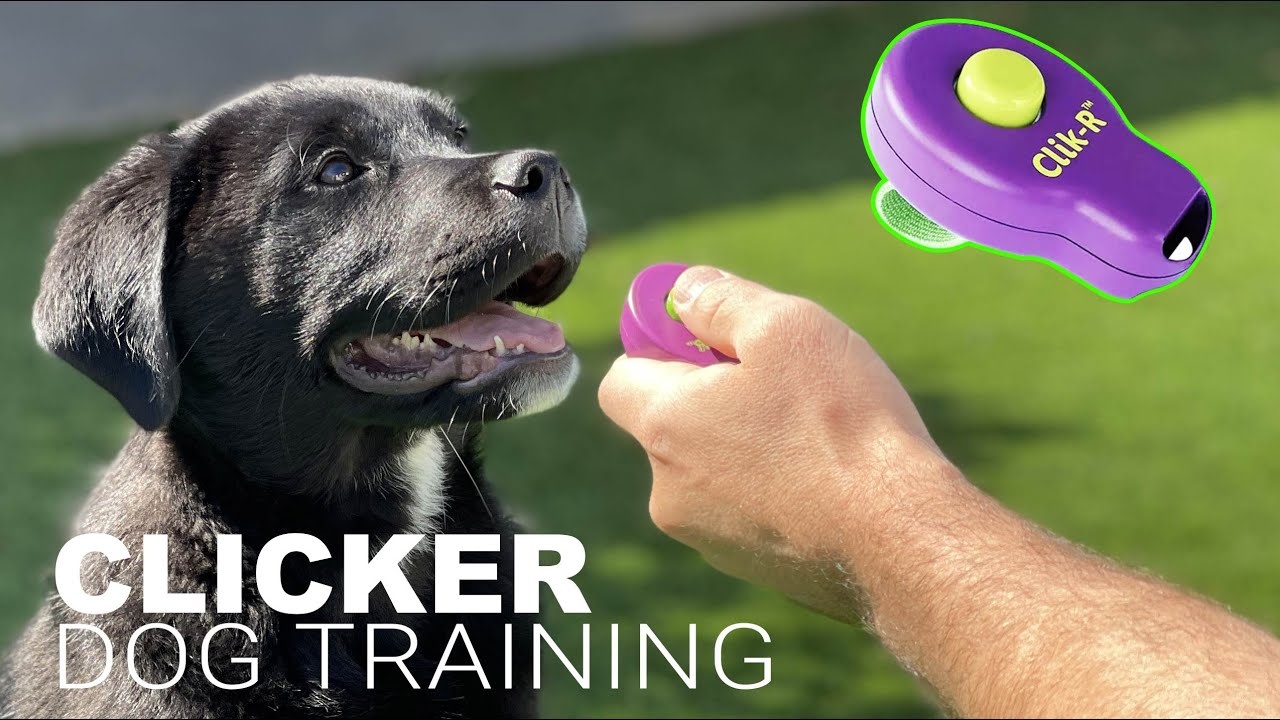 This is what clicker training looks like