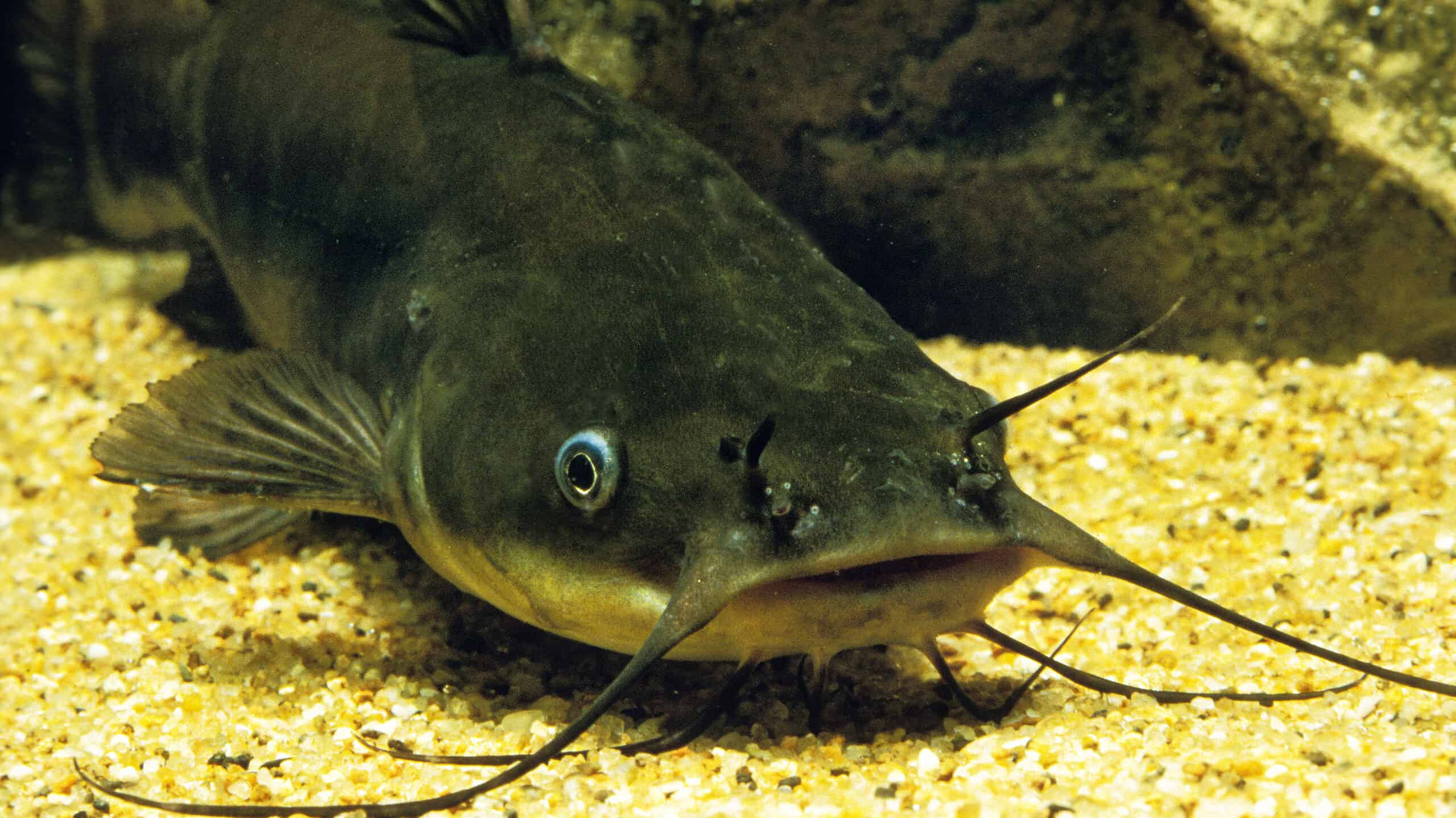 The largest catfish ever caught was twice the size of a sumo wrestler