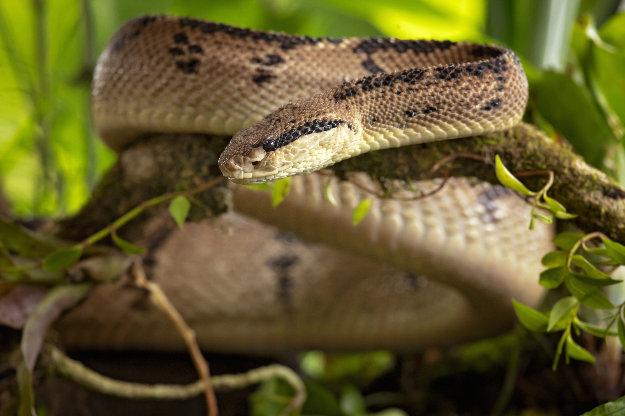 Most venomous snakes living in the Amazon