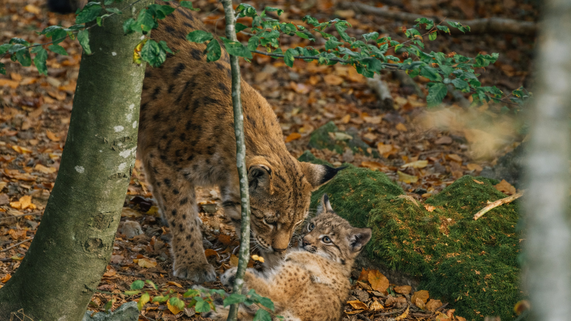 Unexpected lynx interaction with its cub caught on camera