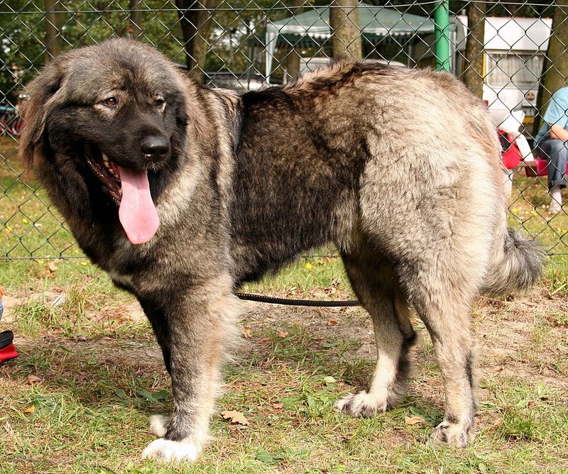 12 dog breeds that are too dangerous, wild, or demanding to be kept as pets