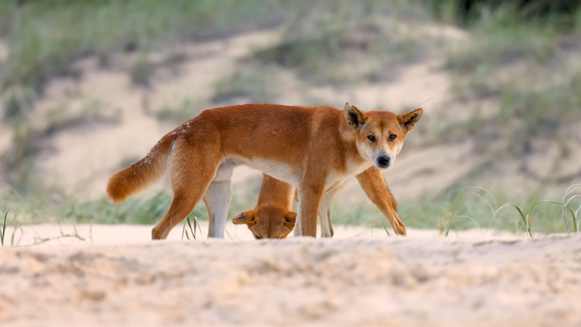 These wild dogs killed a boy and mauled his brother - nobody could help ...