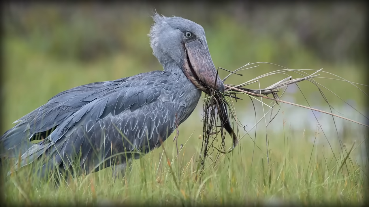 Watch what happens when a shoebill comes too close to a young crocodile