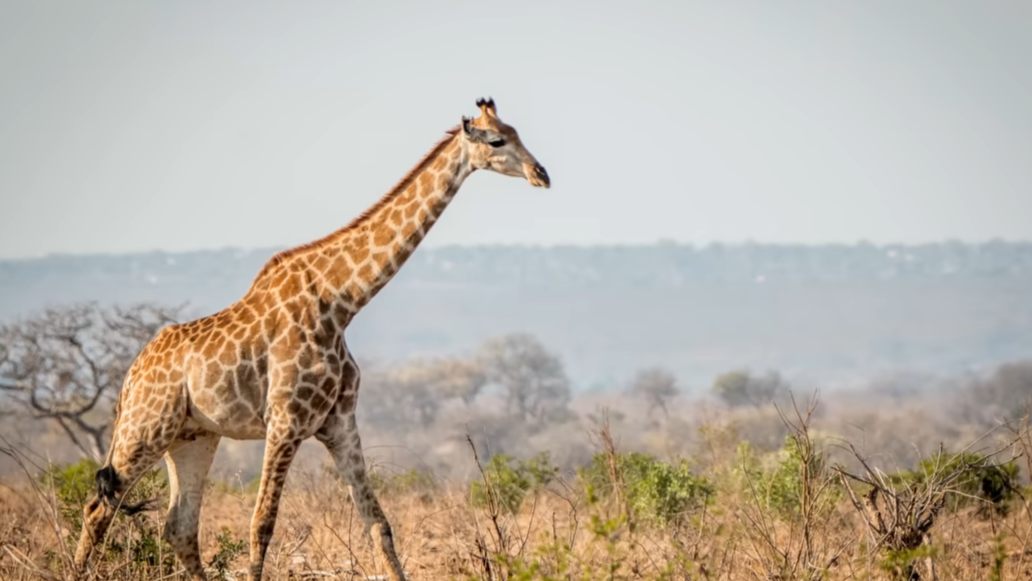 This giraffe killed a child by trampling it - and everybody just watched