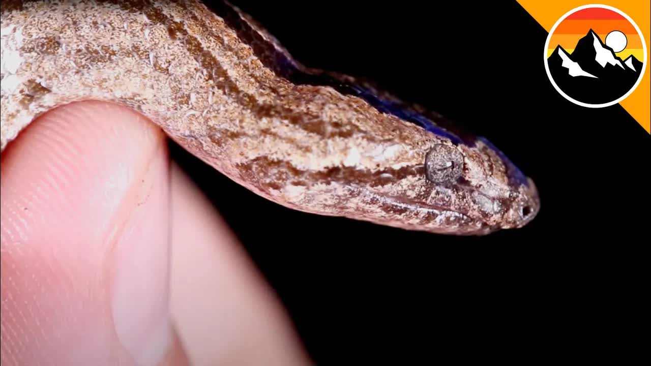 Coyote Peterson found a snake in a grocery store