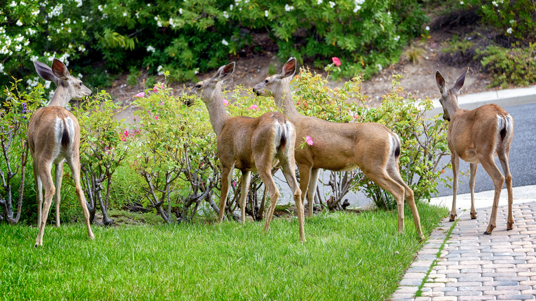 19 deer-resistant shrubs to landscape your yard & protect your garden