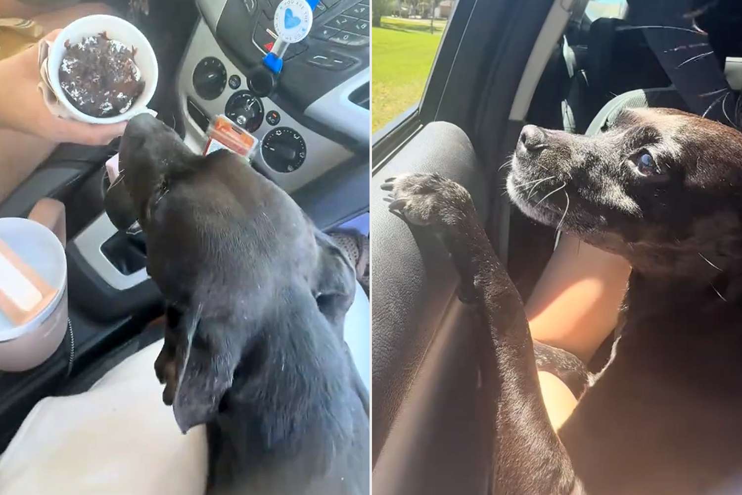Dog experiencing a sudden health decline enjoys a final pup cup before ...