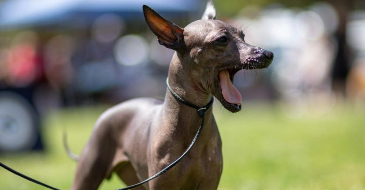 15 unique dog breeds with unforgettable personalities you instantly ...