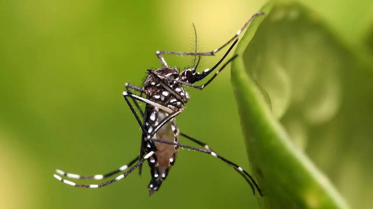 Iceland: The only country with no native mosquito population and what ...