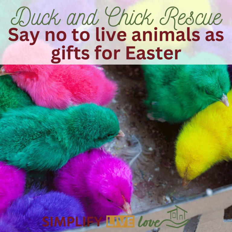 Rescue ducks & chicks and why you shouldn't buy live animals this Easter