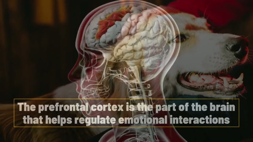 Petting a dog is good for your brain