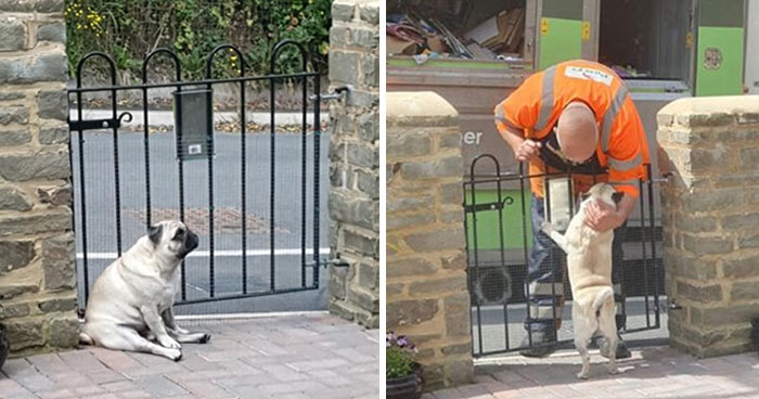 27 wholesome dog posts that will hopefully make your day