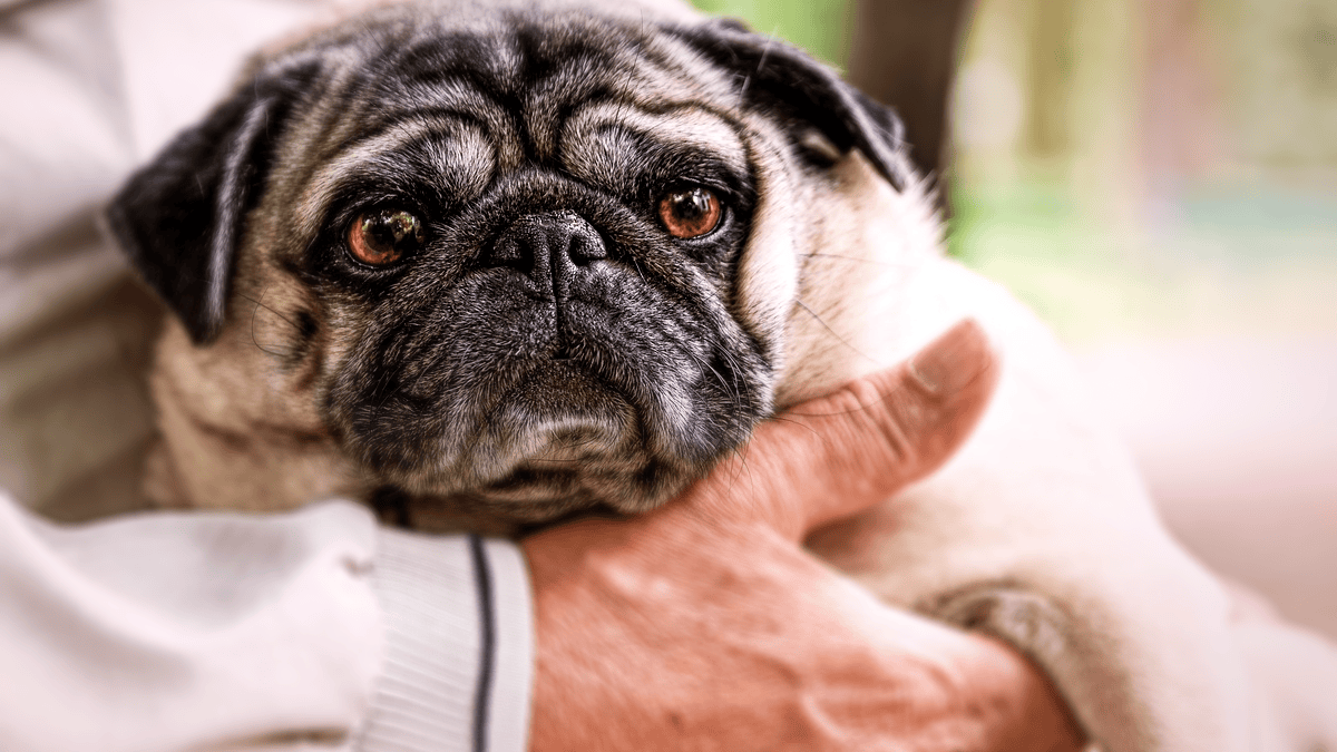 10 behaviors of elderly dogs that mean 'I still love you with all my heart'