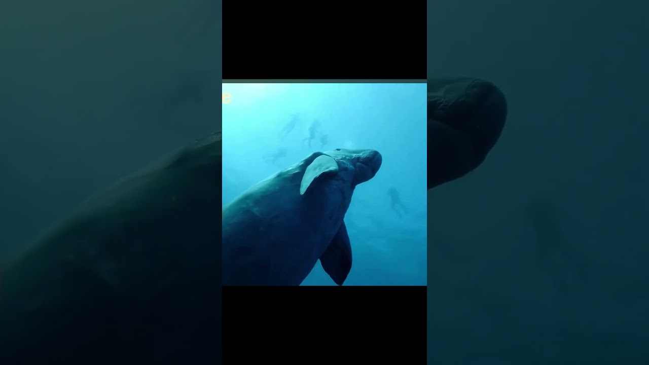 The sounds of nature #animals #animalshorts #voiceover #dubs