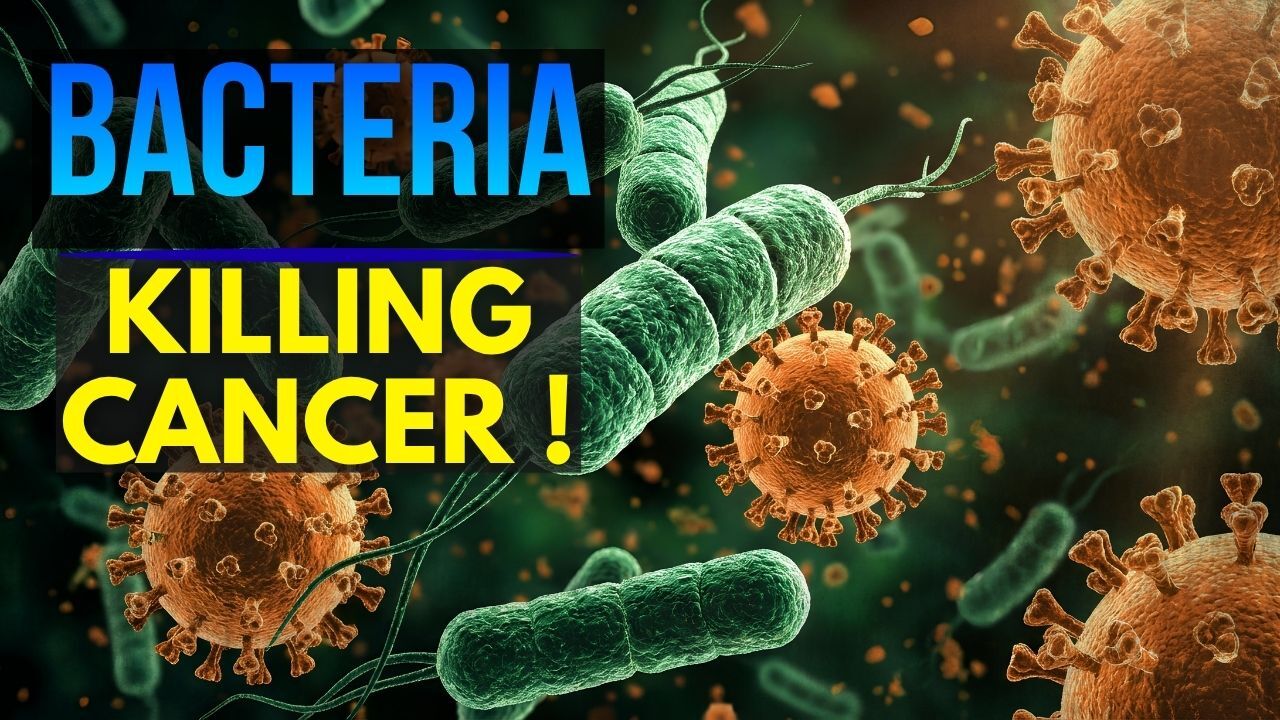 Bacteria that hunt and kill cancer cells
