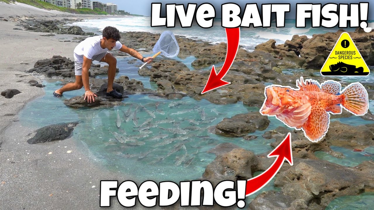 I fed the world's deadliest fish 🐟💀