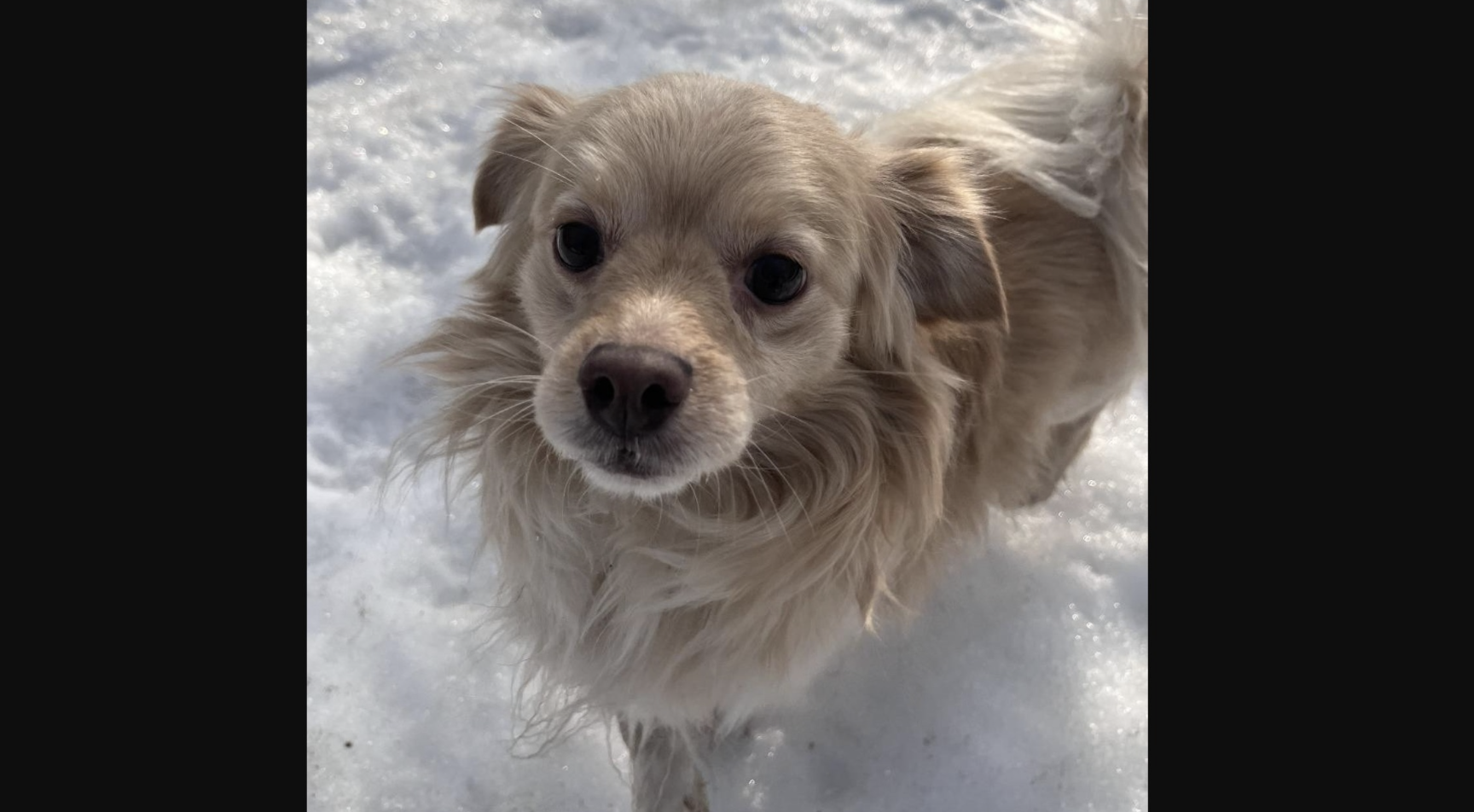 Small, sweet, & seriously affectionate: Meet the 12lb pup who dances to ...