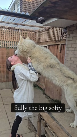 My gentle giant Sully just wants cuddles