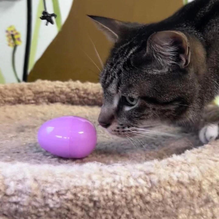 Grand Rapids cat rescue to host free Easter egg hunt