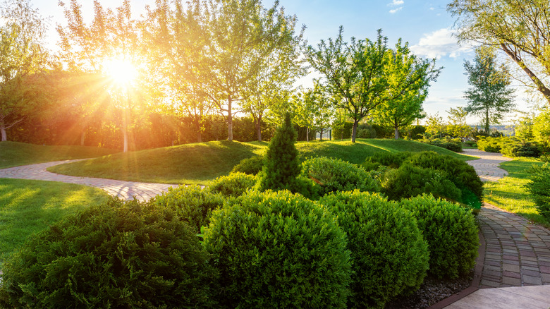 19 deer-resistant shrubs to landscape your yard & protect your garden