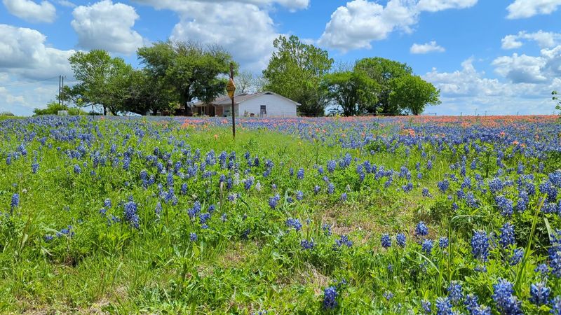 The small Texas town known for its massive bluebonnet fields each spring
