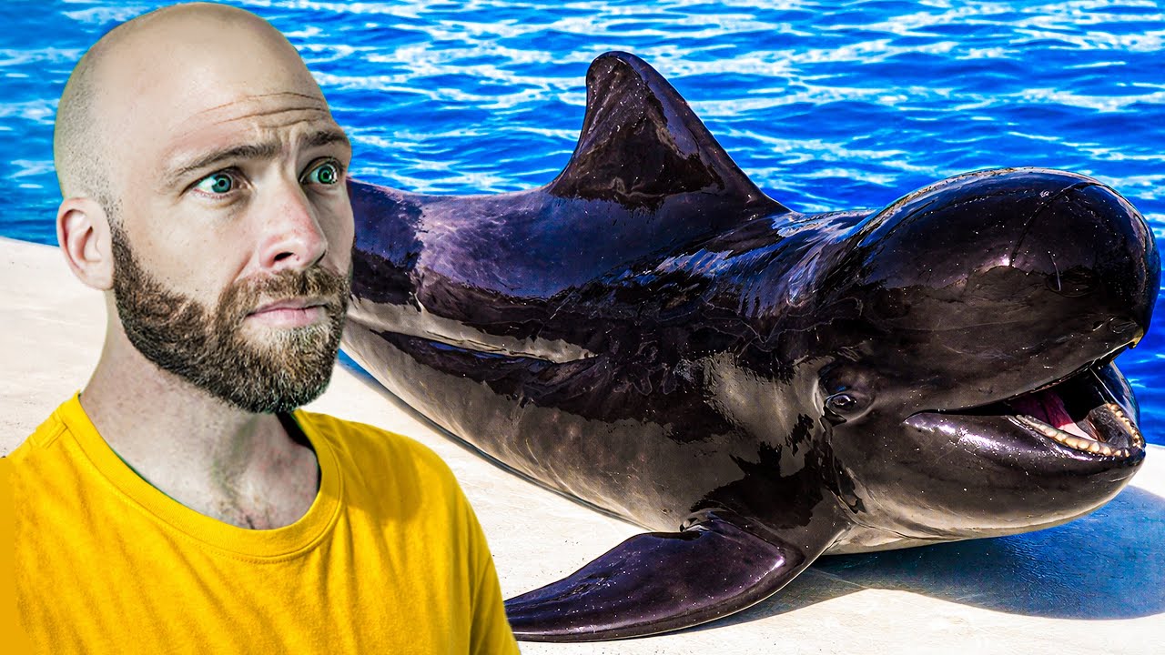 St. Vincent’s most controversial food! Whale meat story!