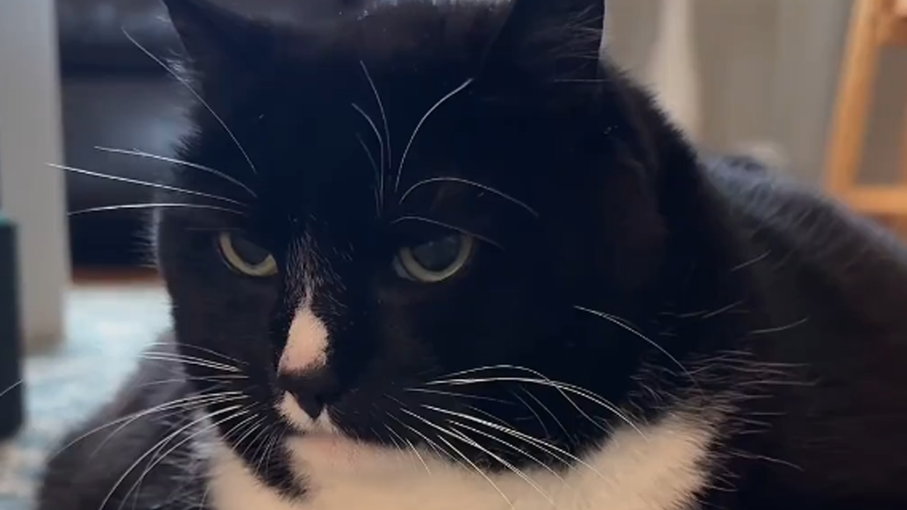 Trying to make a cat react to a silly joke