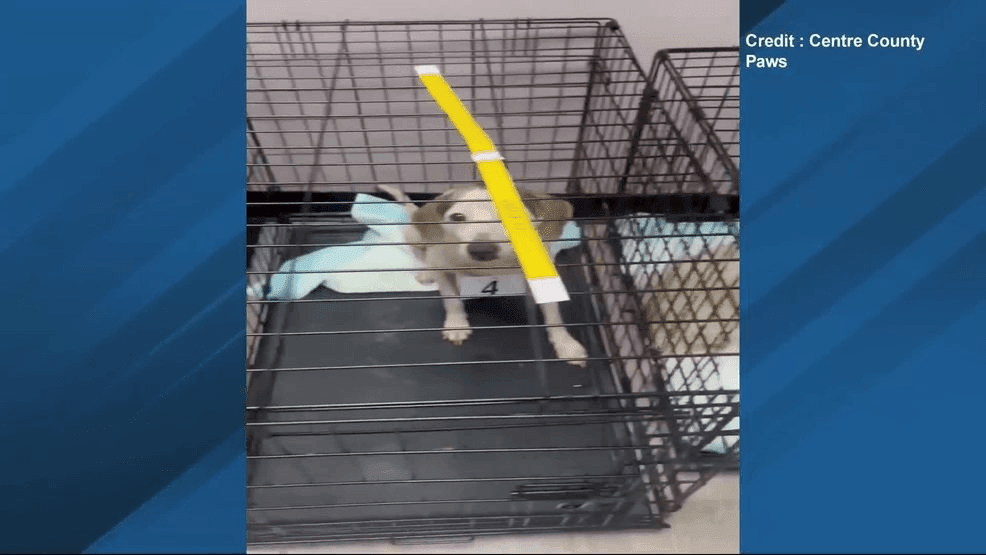 Centre County shelter hosts adoption event for dogs rescued from Spring ...