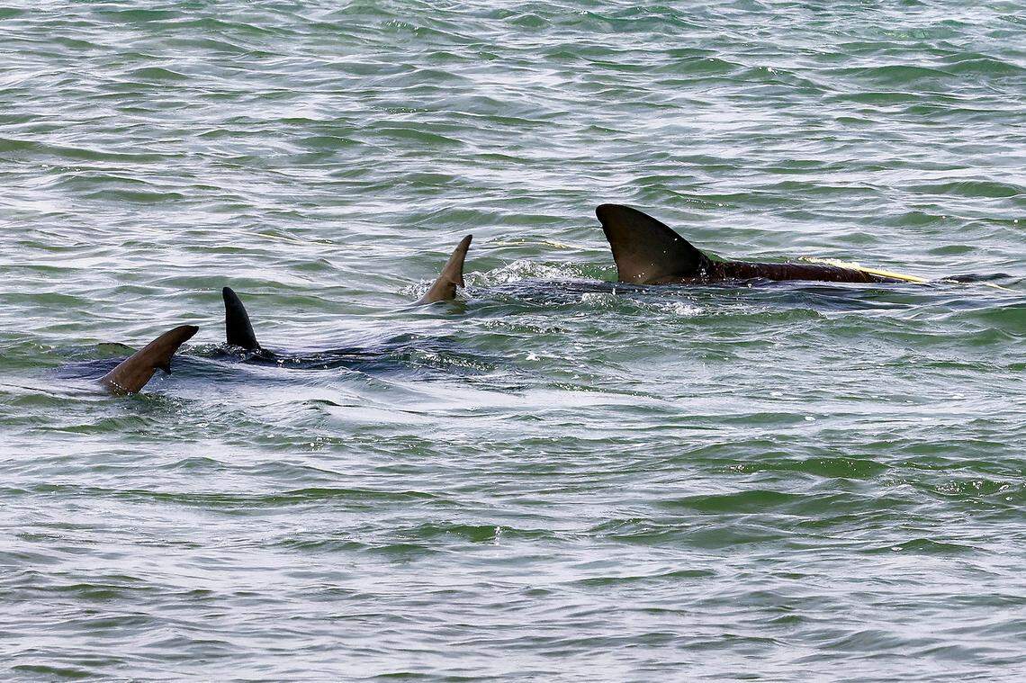 This shark was alive before the American Revolution - and it's still ...