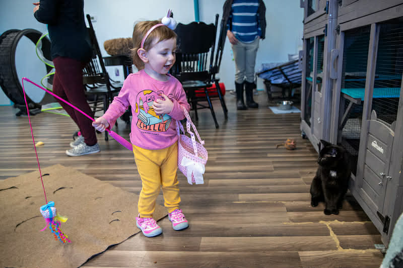 Grand Rapids cat rescue to host free Easter egg hunt