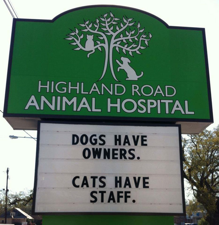 29 funny cat jokes vet clinics put up on their signs