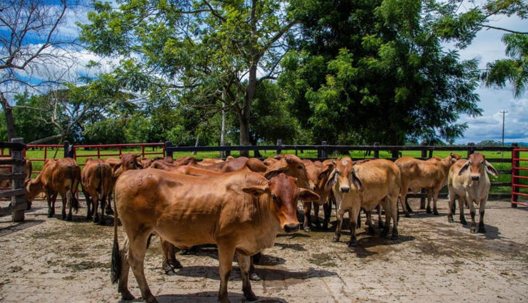 Minerva Foods impulsó rentabilidad ganadera con nuevo modelo de ...
