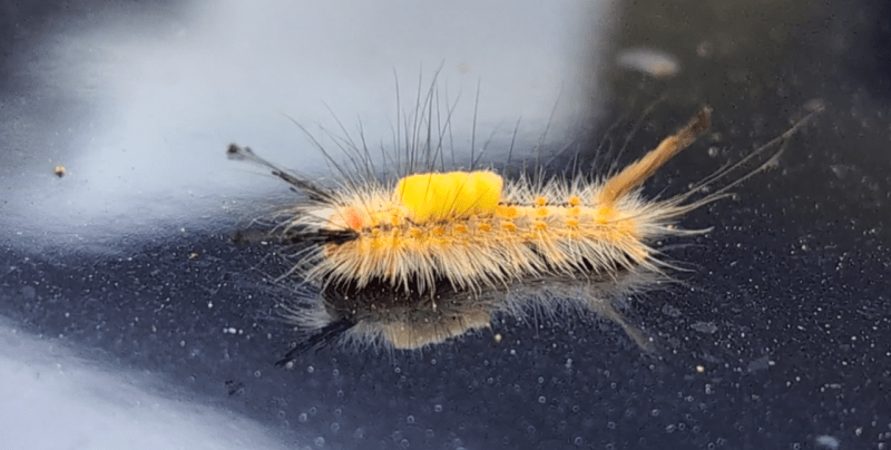 Watch out for these venomous caterpillars in Florida