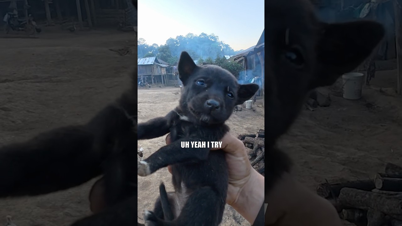 Discover the truth behind Laos' dog sacrifice