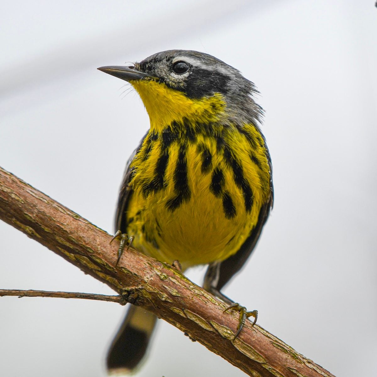 Peak warbler migration dazzles birders at Ohio’s Magee Marsh