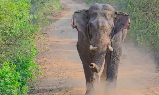 Wild elephant tranquilised after straying into human habitation in Kerala
