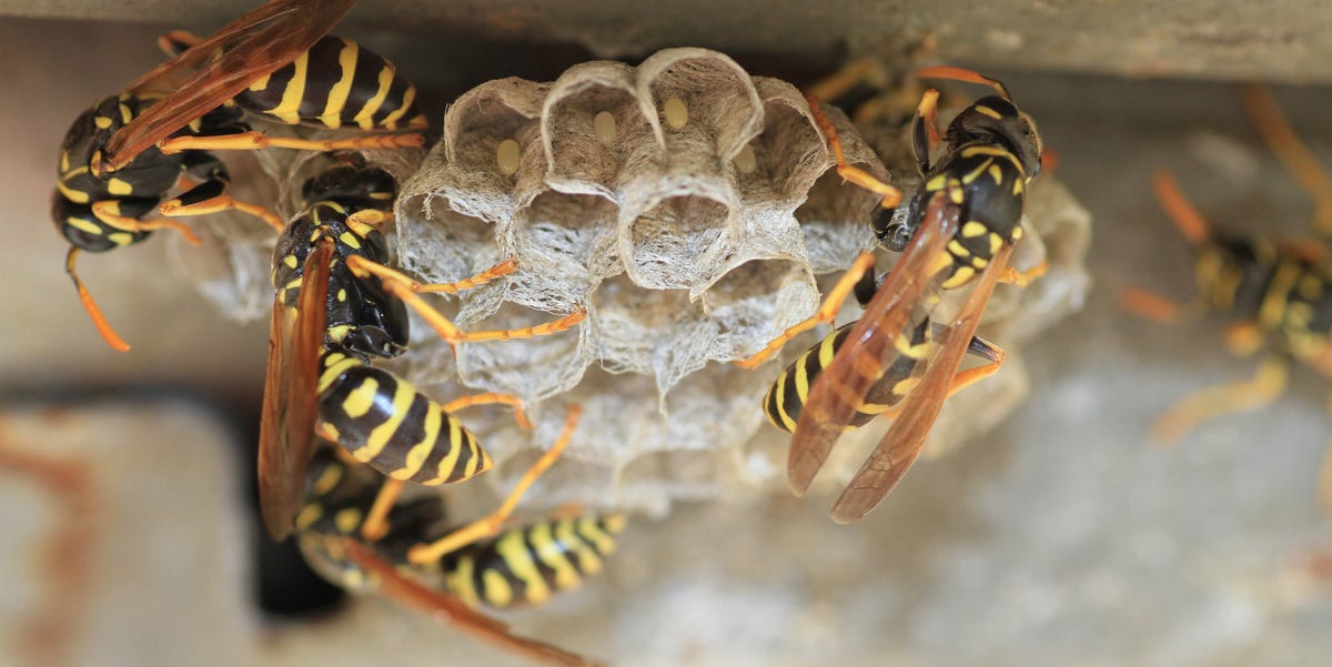 This is the safest way to get rid of a wasp’s nest, according to experts