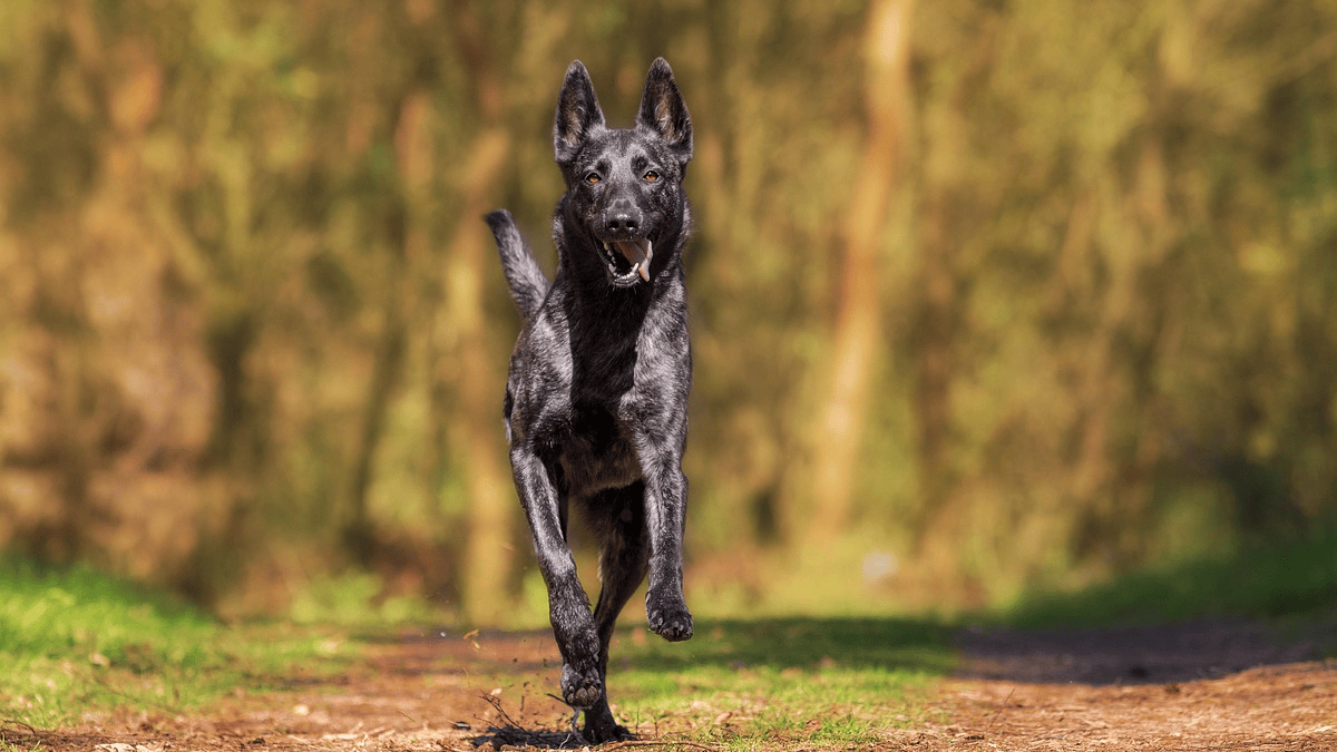 Are you a true dog lover? Find out how many of these 10 facts you know