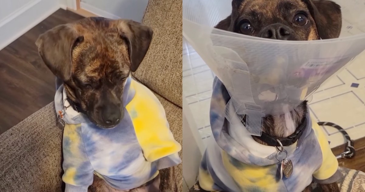 Dog 'tragically chips his toenail' & has an adorable way of showing it