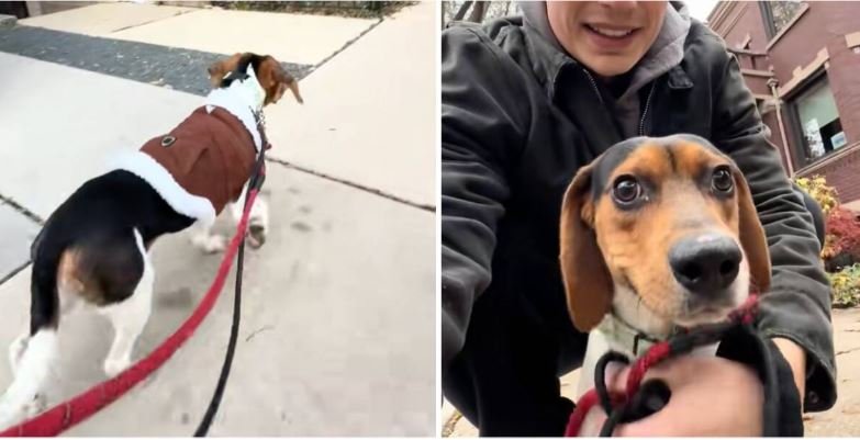 Dog kept in a garage for years beams during a long-awaited walk