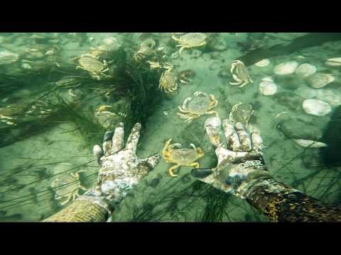 I went crab diving on the Oregon coast 🌊🦀